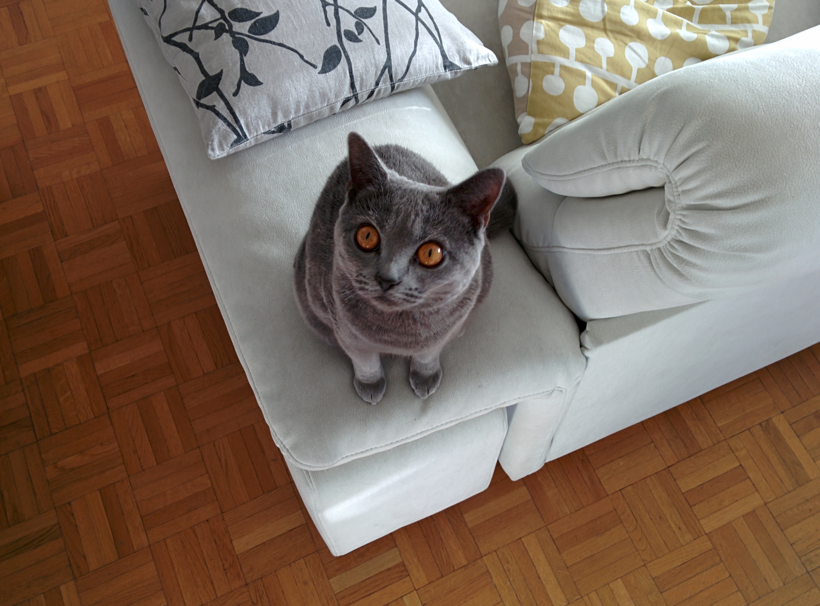 Arya is one year old today, and her eyes are still getting even more ...